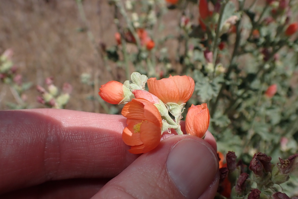 Small-leaf Globemallow from Colorado National Monument, Mesa, Colorado ...