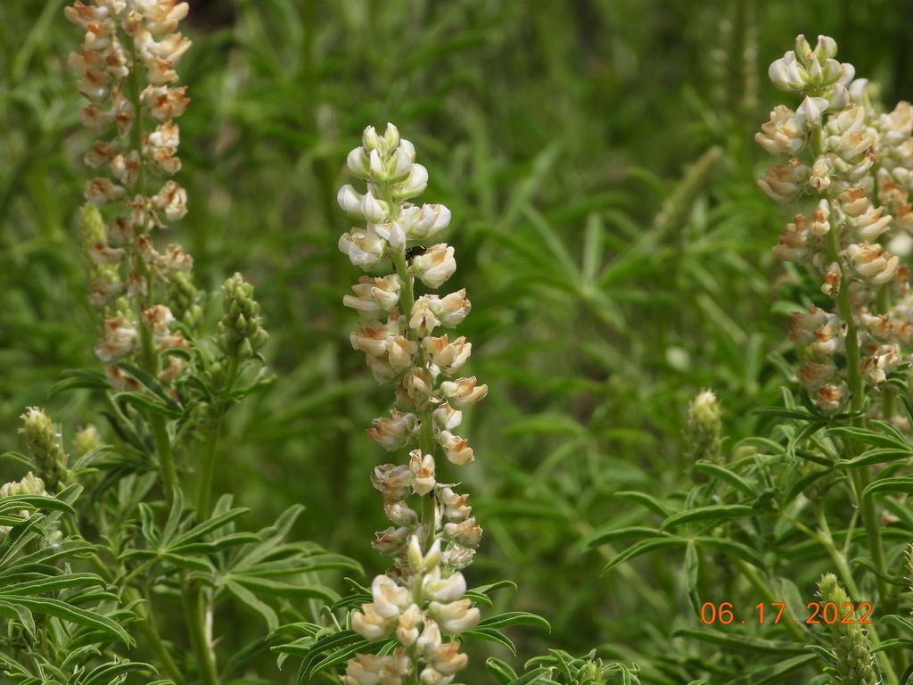 (Lupinus argenteus fulvomaculatus) - Botanical Realm