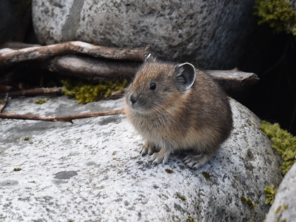 American Pika in June 2022 by Brian Vigorito · iNaturalist