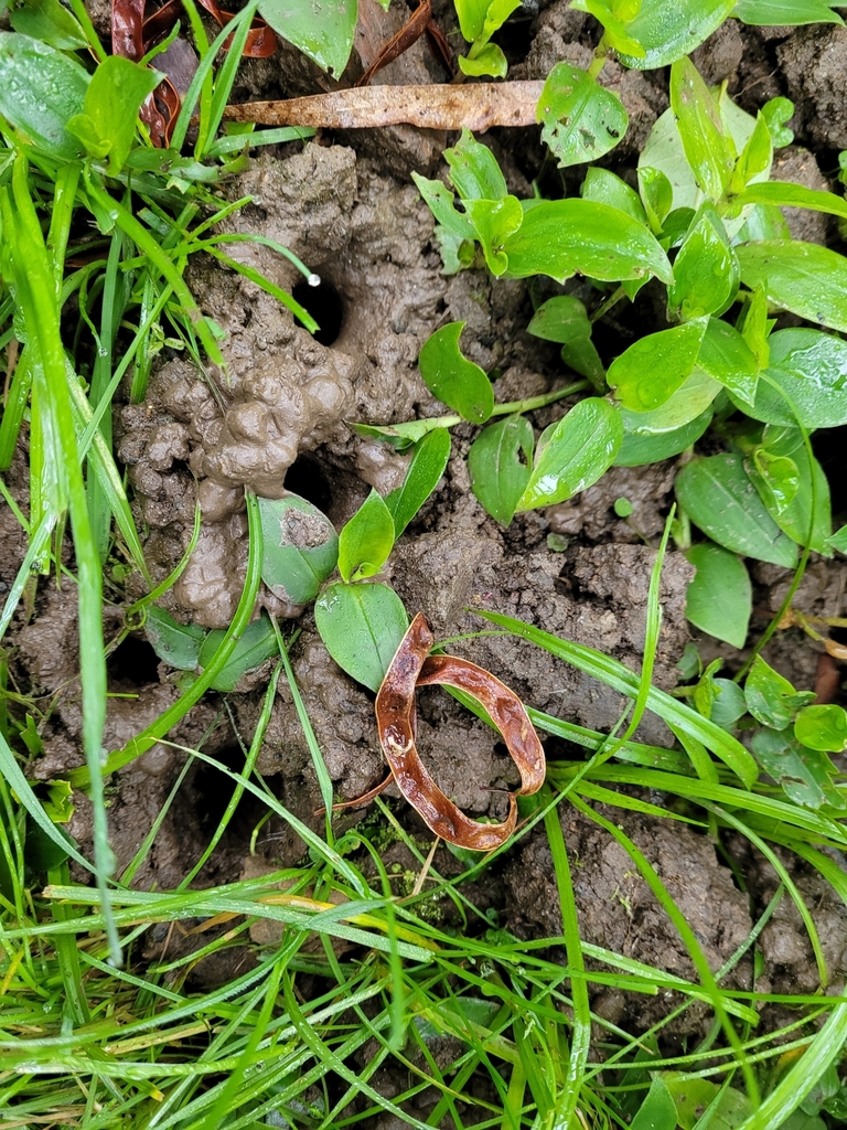 Australian Burrowing Crayfishes from Colombo Rd/Belgrave-Gembrook Rd ...