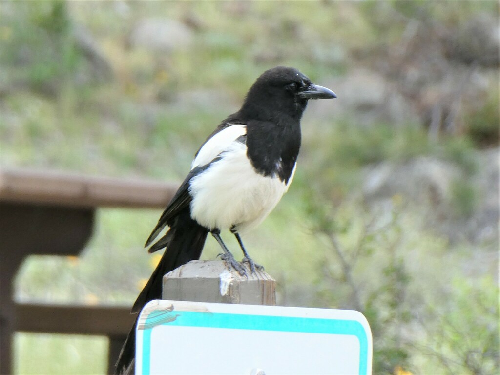 Black-billed Magpie from Rocky Mountain National Park, Colorado, USA on ...