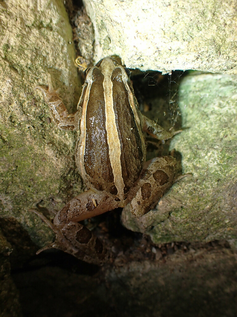 Mediterranean Painted Frog from Jardin des Plantes, 75005 Paris, France ...