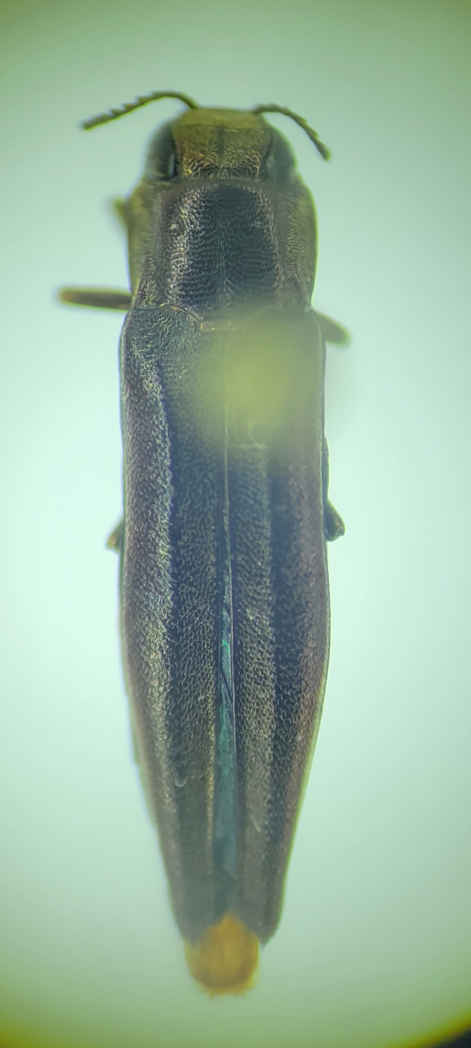 Agrilus ferrisi Dury, 1908