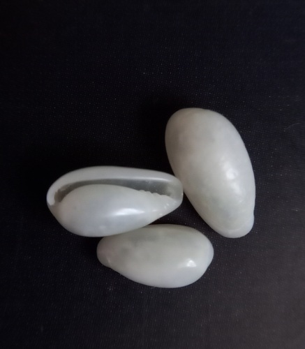 Ovaginella ovulum · iNaturalist