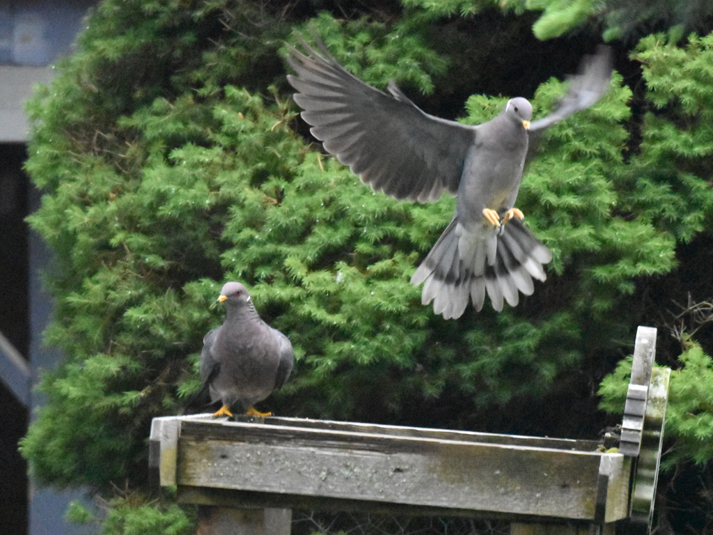 Band-tailed Pigeon in June 2022 by Brian Vigorito · iNaturalist