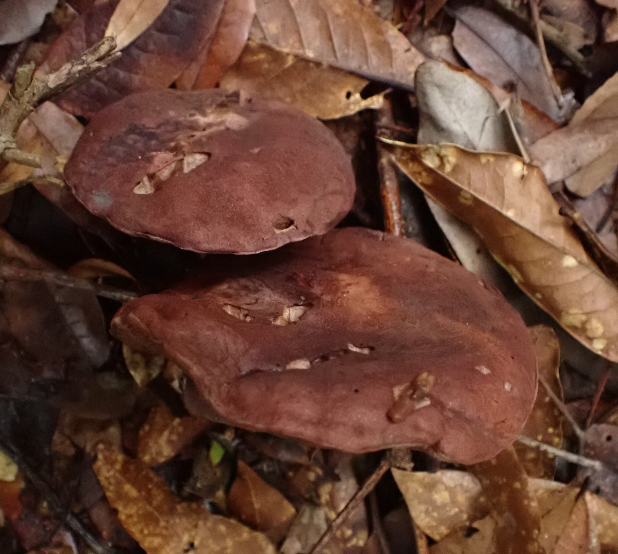 Sutorius eximius (Peck) Halling, Nuhn & Osmundson