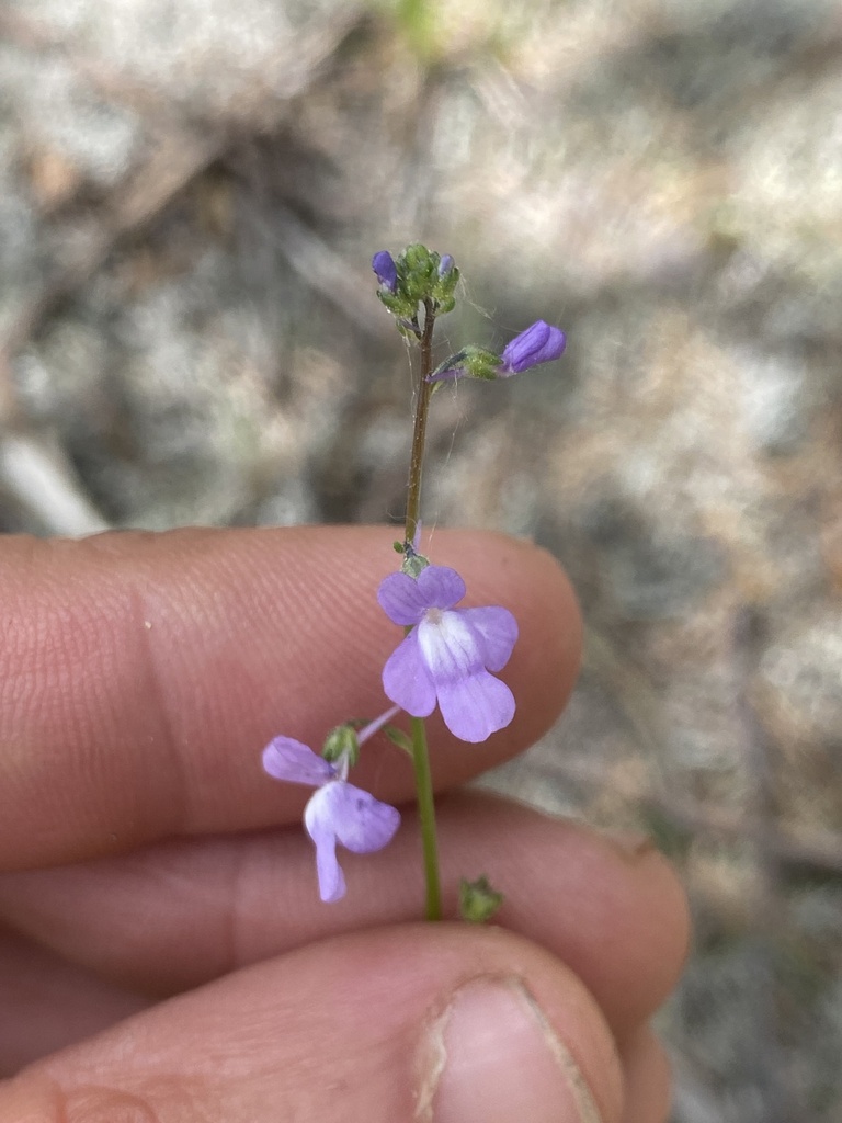blue toadflax in June 2022 by Ryne Rutherford · iNaturalist