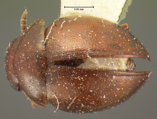 Agathidium concinnum · iNaturalist