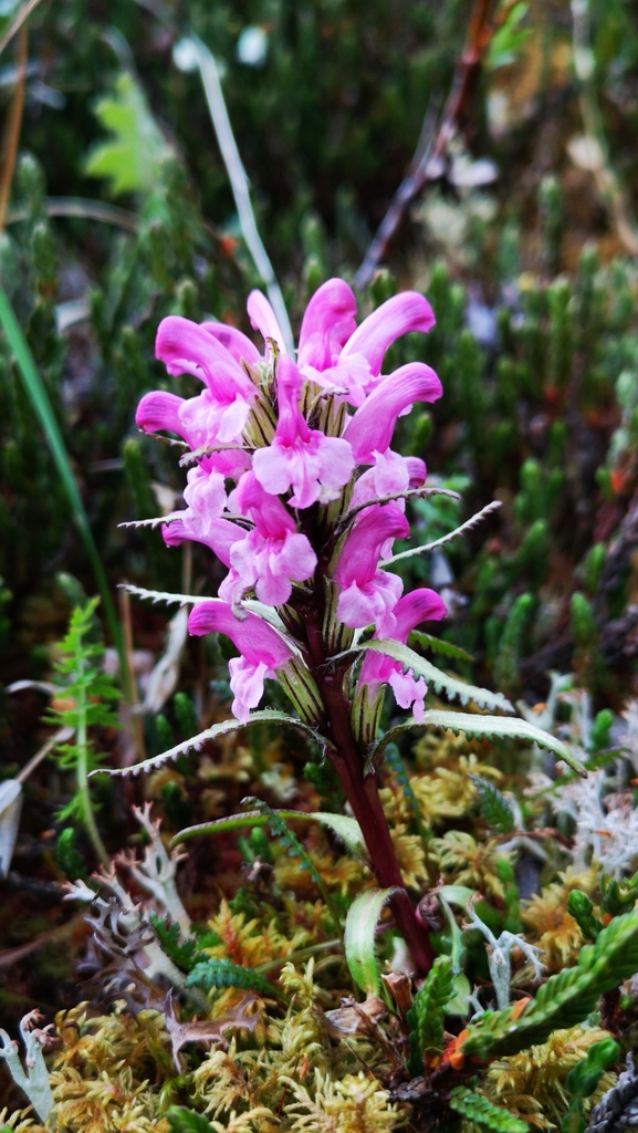 Langsdorff's lousewort (Rocky Mountain Wildflowers) · iNaturalist