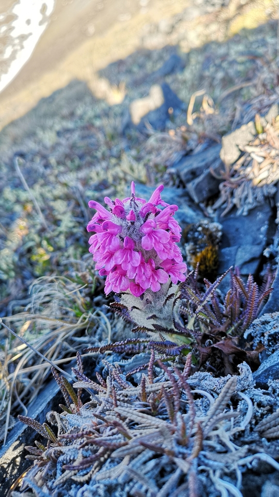Woolly Lousewort (Denali, July 2023 Adventure) · iNaturalist