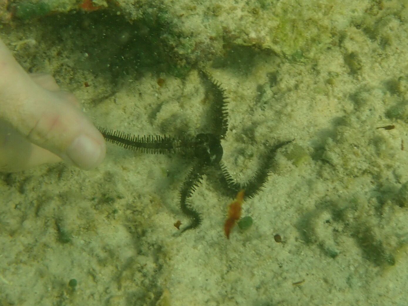 Ophiocoma echinata (Lamarck, 1816)
