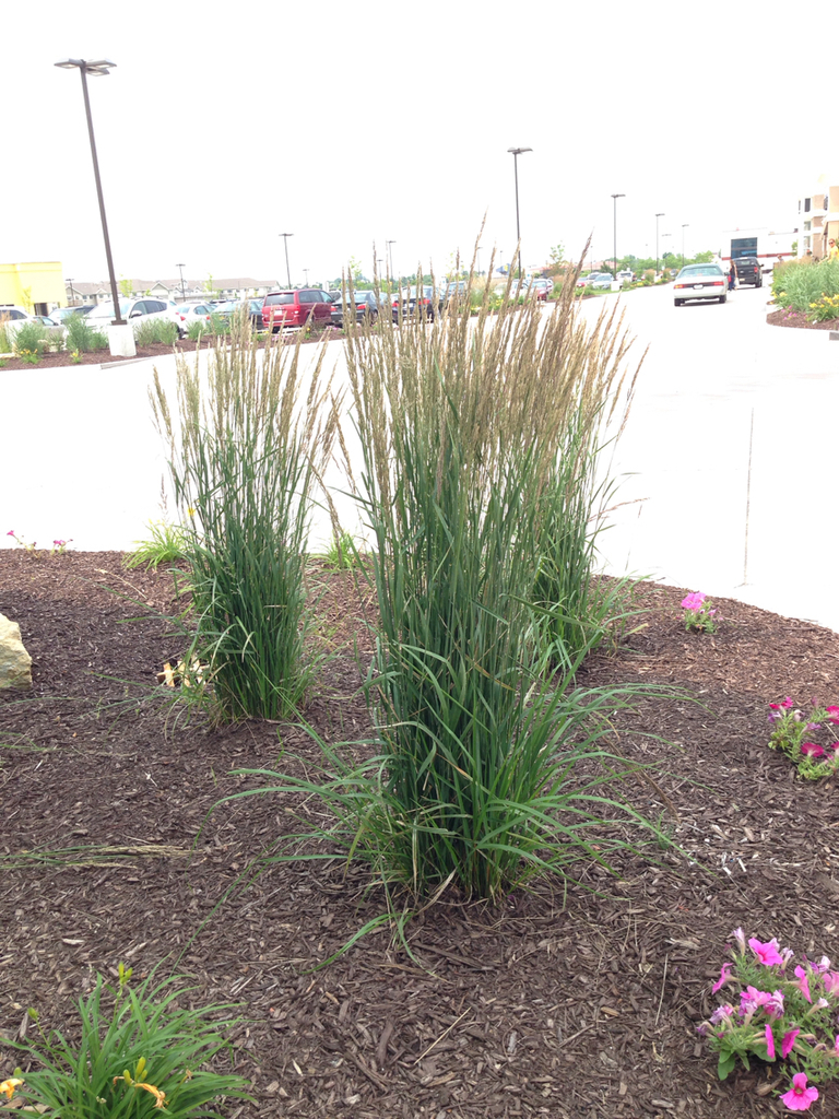 Grasses From Scott County Us Ia Us On July 1 2015 At 0250 Pm By Gdelder Tall Clumping Grass
