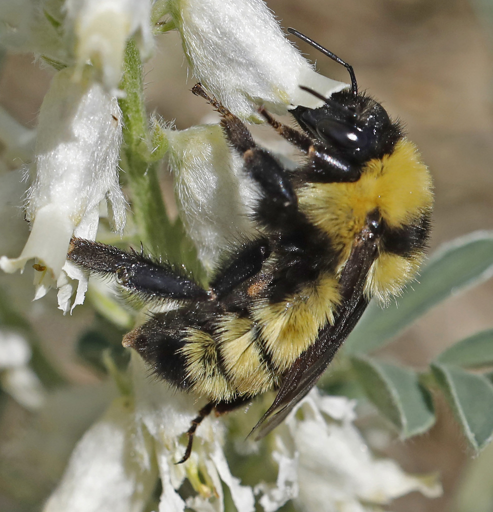 Bombus fervidus from Fountain Valley, Fountain, CO, USA on June 18 ...