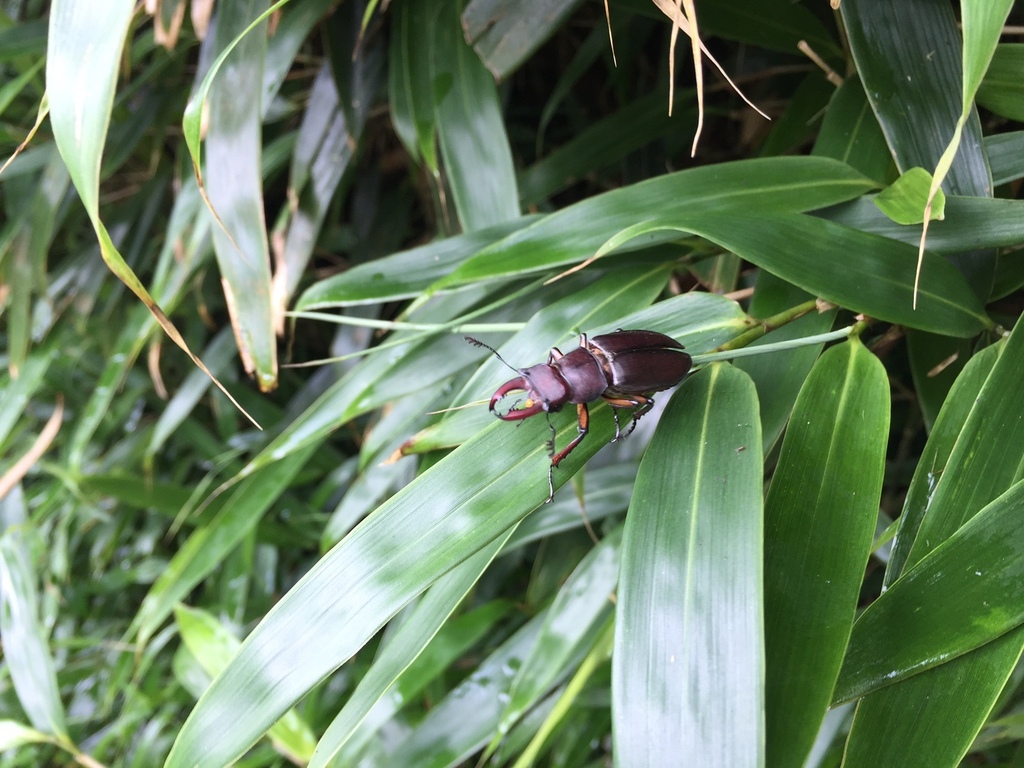 Lucanus datunensis from TW on June 19, 2022 at 09:13 AM by 曾粲然 ...