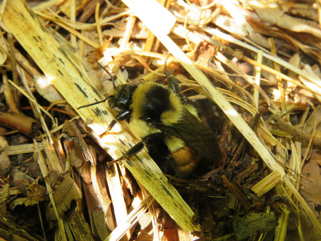 Tricolored Bumble Bee from Québec, Canada on June 19, 2022 at 10:35 AM ...