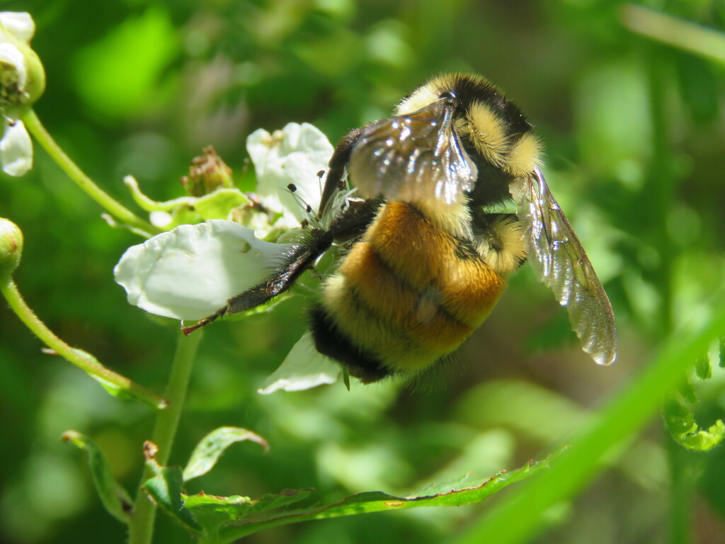 Tricolored Bumble Bee from Québec, Canada on June 19, 2022 at 11:38 AM ...