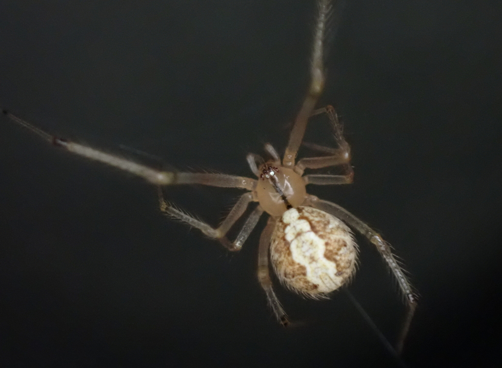 Typical Cobweb Spiders from Loughman, FL, USA on June 19, 2022 at 08:53 ...