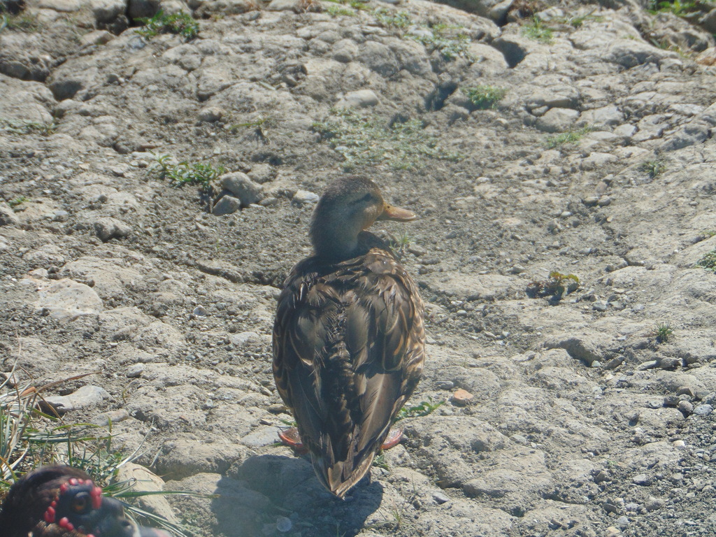 Mexican Duck from Santiago, N.L., México on June 19, 2022 at 09:30 AM ...