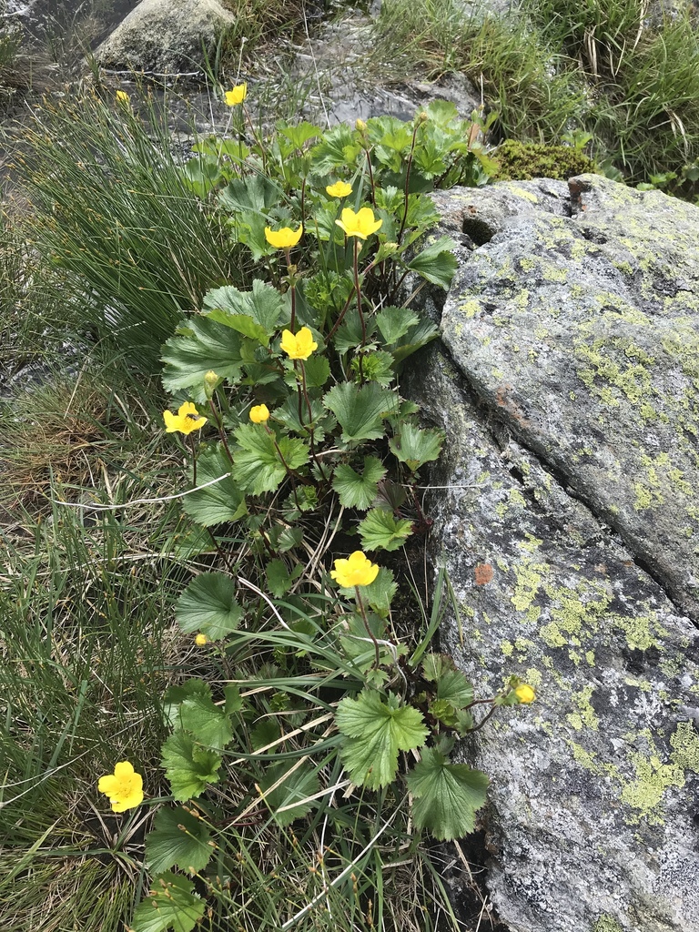 Mountain Avens (Flowers of the White Mountains, NH) · iNaturalist