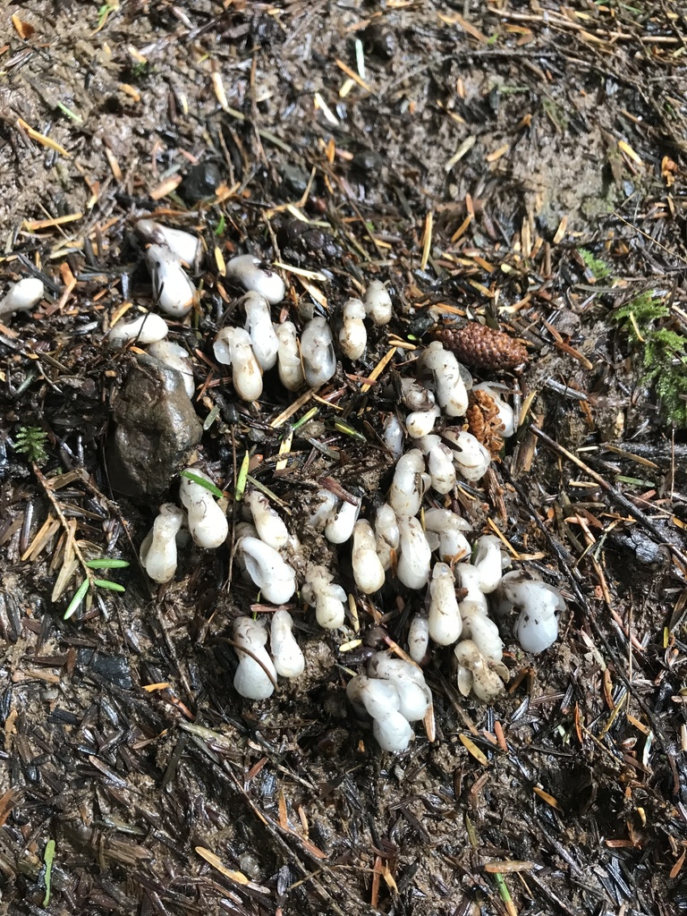 Ghost Pipe from Oswald West State Park, Arch Cape, OR, US on June 19 ...