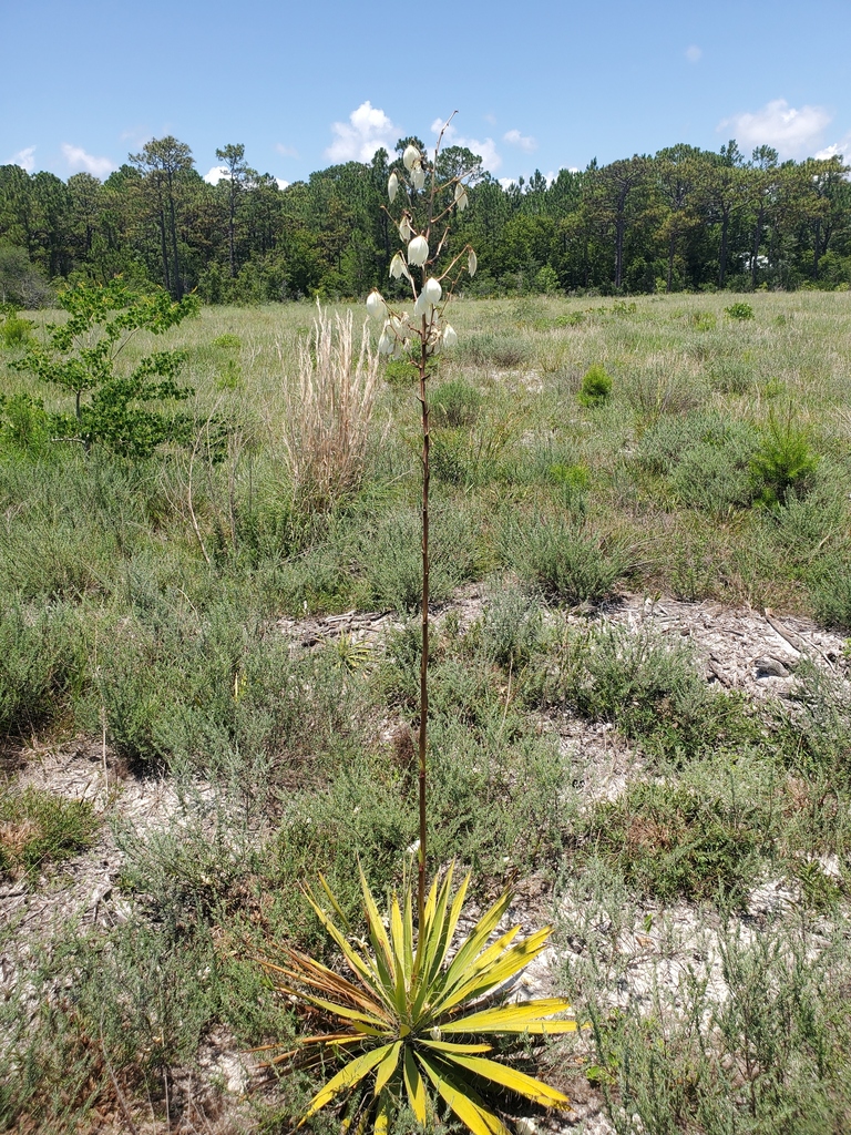 Weak-leaf Yucca from Navarre, FL 32566, USA on June 6, 2022 at 12:58 PM ...