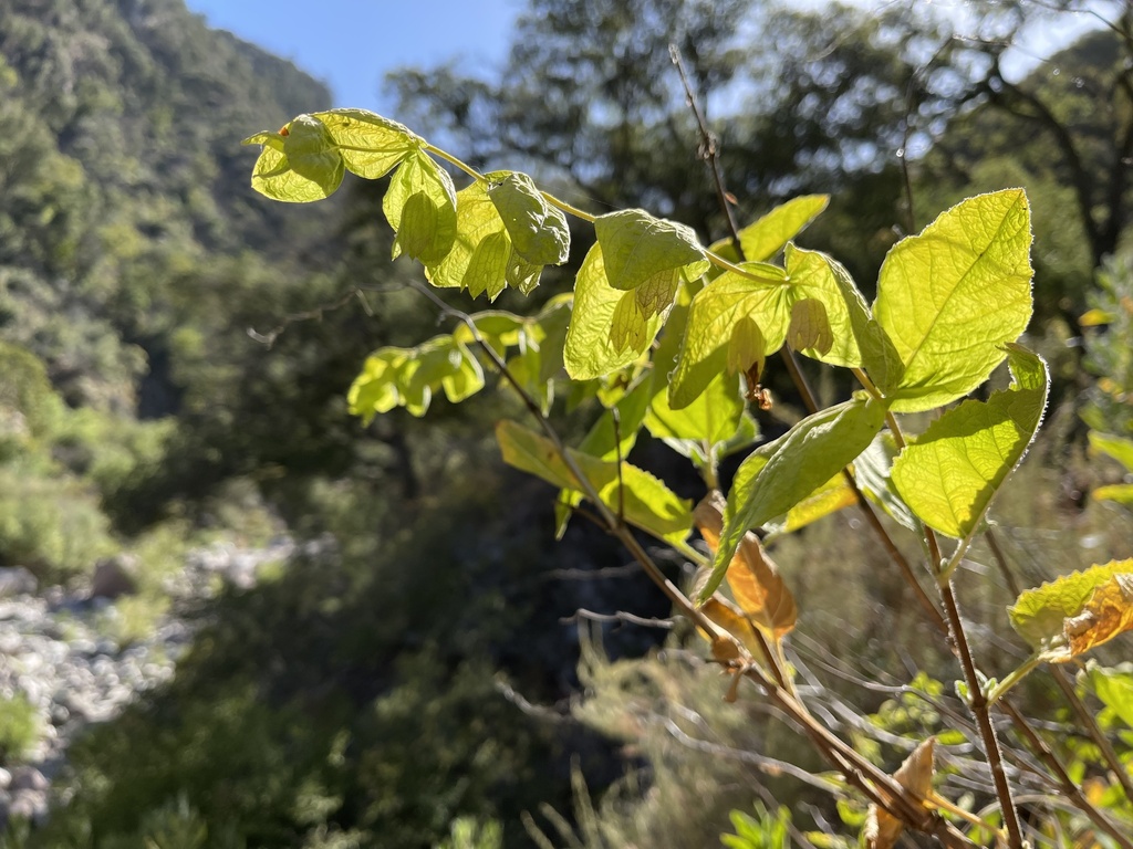 Ross' pitcher sage in June 2022 by pleistocene · iNaturalist