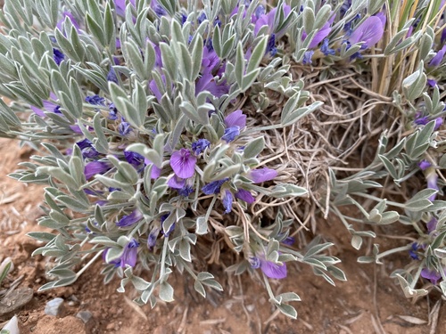 Variety Astragalus gilviflorus purpureus · iNaturalist