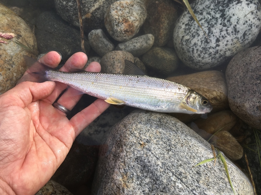 Mountain Whitefish (Prosopium williamsoni) - Marine Life Identification