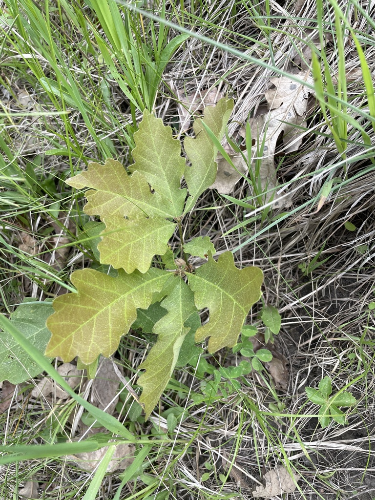bur oak from Black Hills National Forest, Rapid City, SD, US on June 19 ...