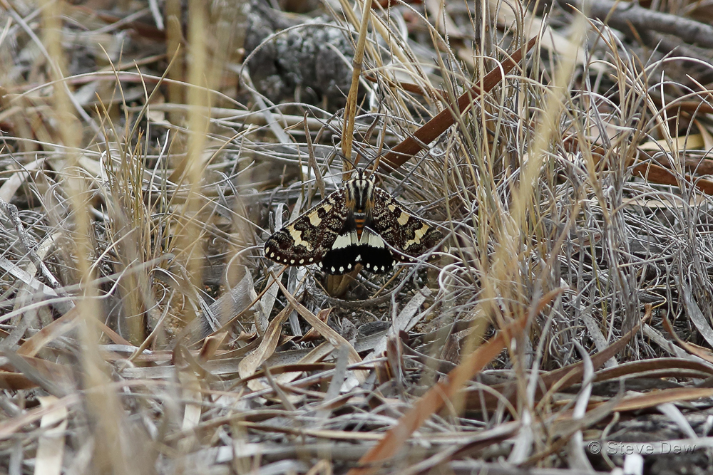 Pasture Day Moth from North Lake Grace WA 6353, Australia on April 18 ...