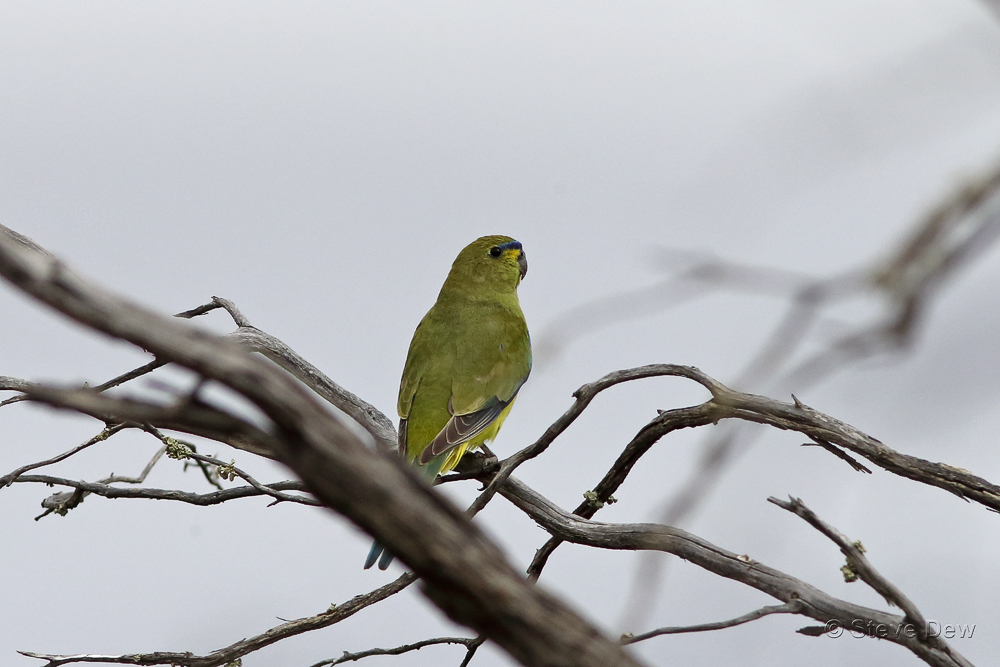 Elegant Parrot from North Lake Grace WA 6353, Australia on April 18 ...