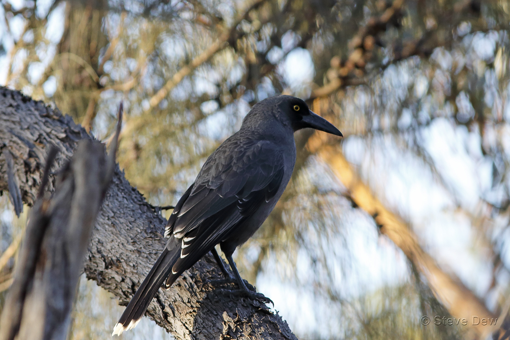 Southwestern Grey Currawong from North Lake Grace WA 6353, Australia on ...