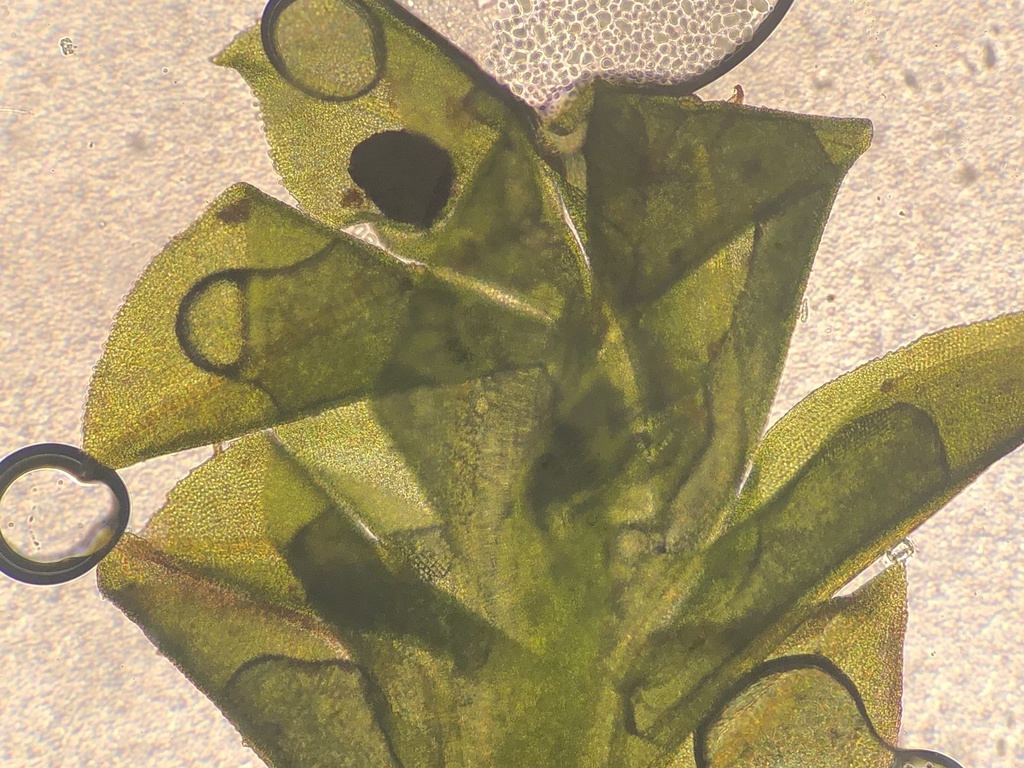 Hyophila Moss (Hyophila involuta) - Botanical Realm