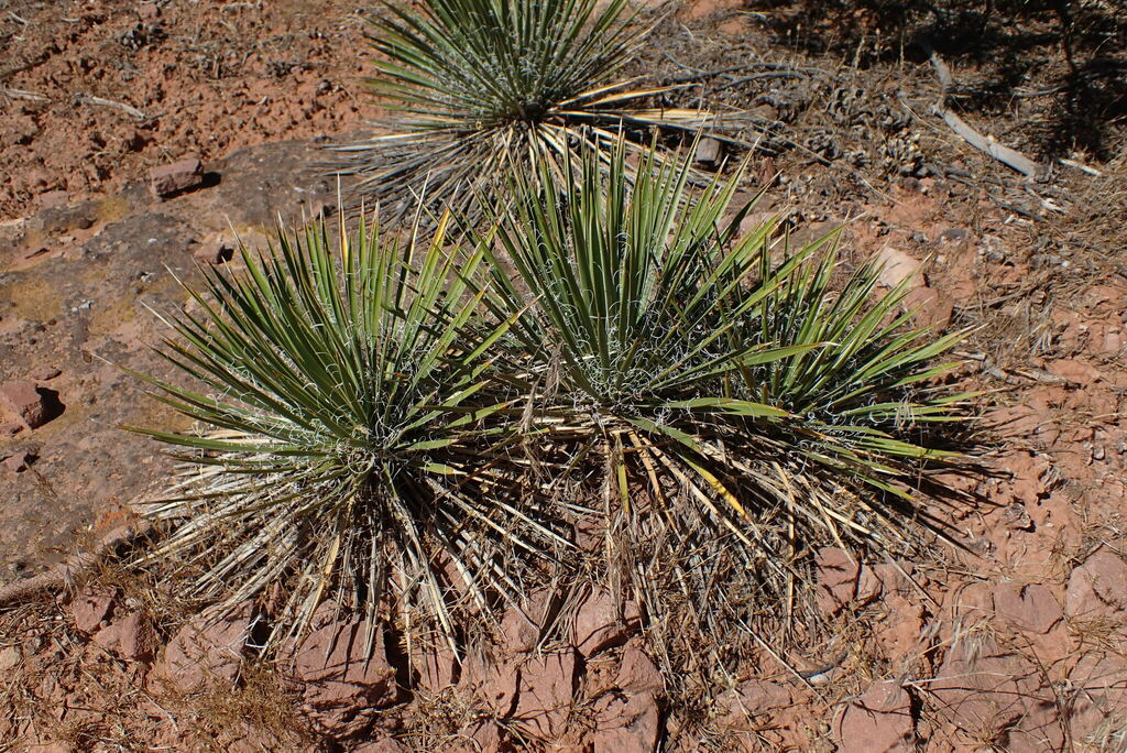 Dwarf Yucca from Mesa County, CO, USA on June 16, 2022 at 04:08 PM by ...