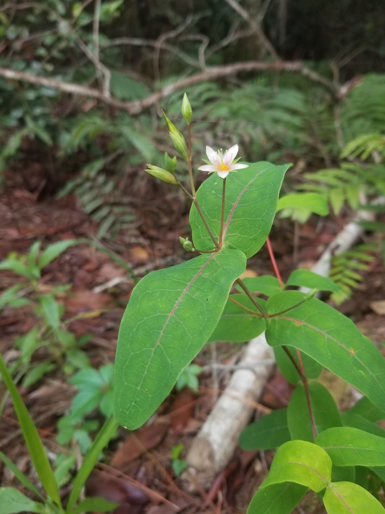 Hypericum virginicum L.
