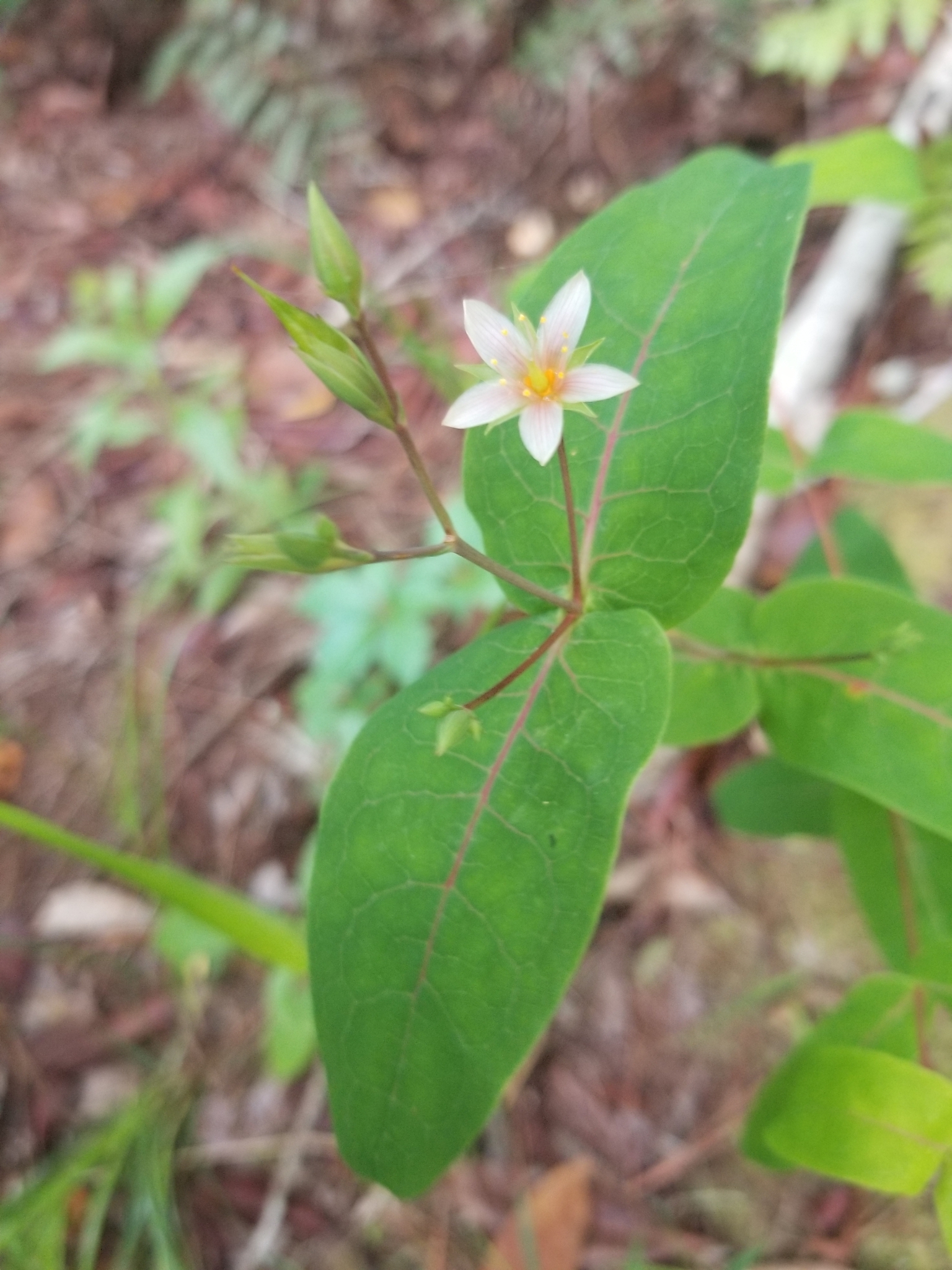 Hypericum virginicum L.