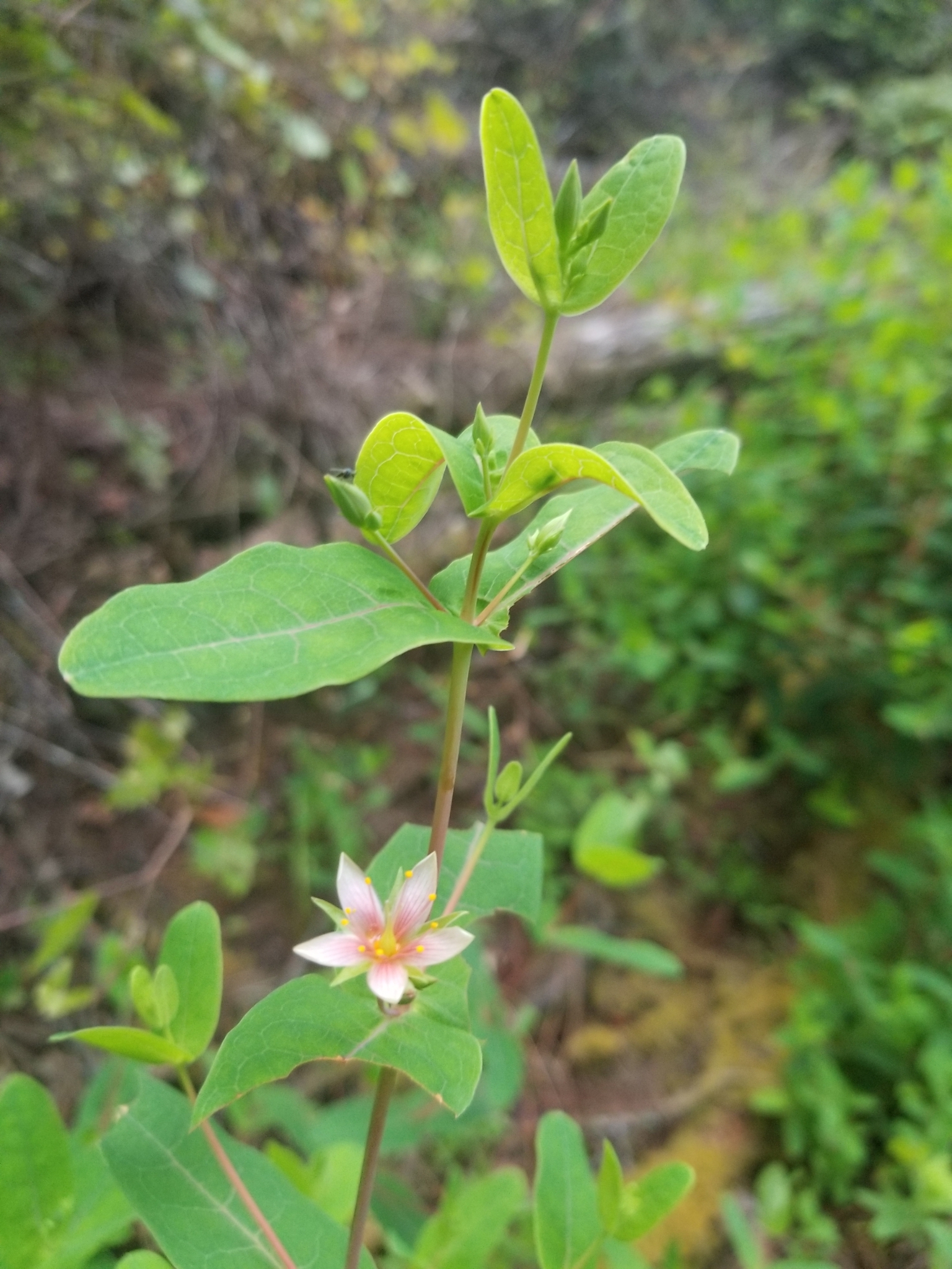 Hypericum virginicum L.