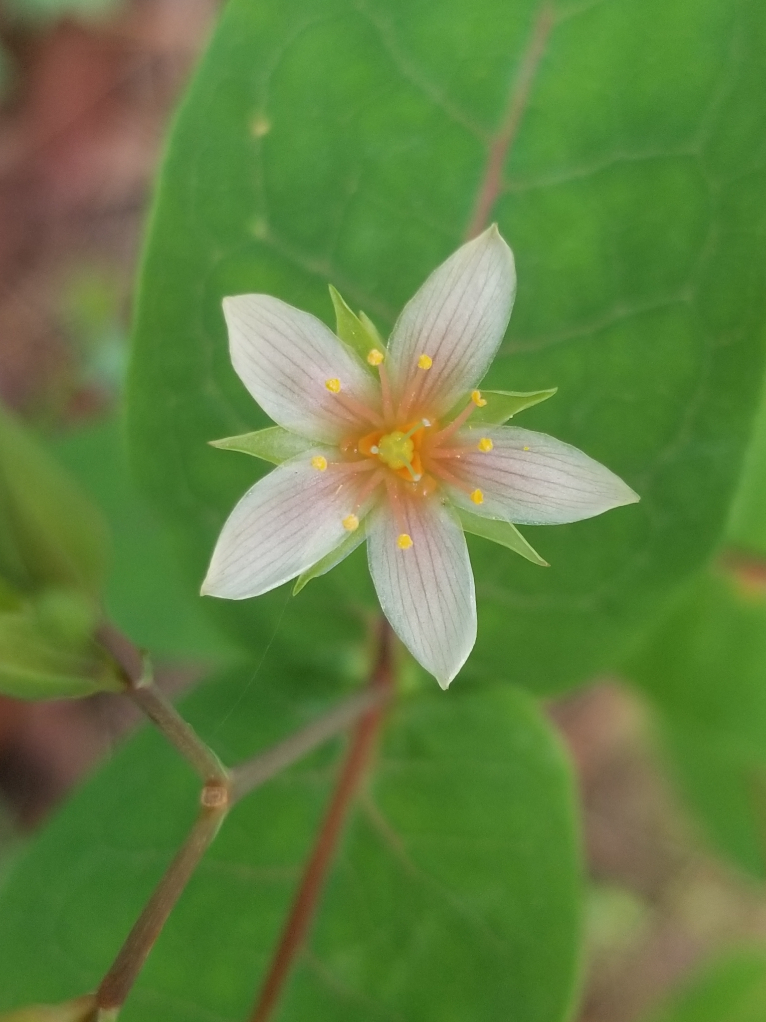 Hypericum virginicum L.