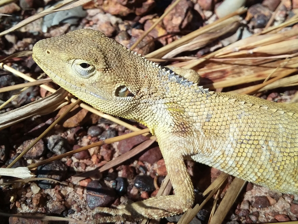 Chameleon Dragon from Kakadu National Park Headquarters, Kakadu NT 0822 ...