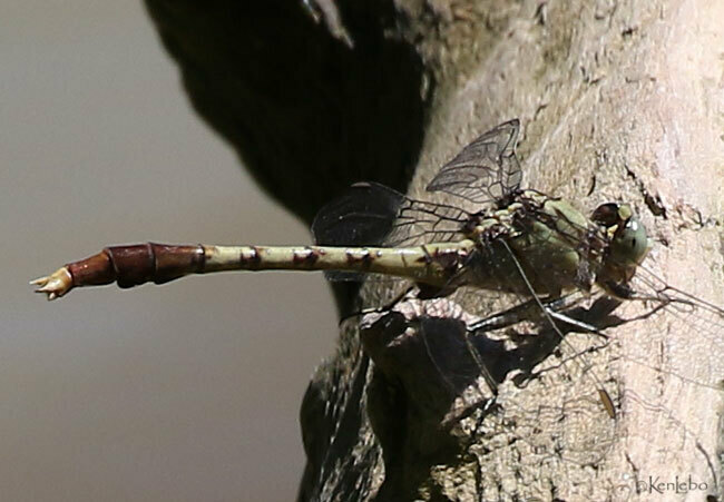 Jade Clubtail from Shelby County, OH, USA on June 18, 2022 at 04:00 PM ...
