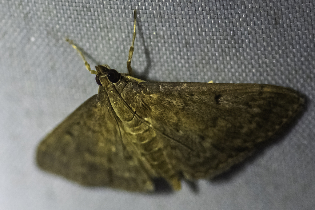 Grass Webworm Moth from Bellbrook NSW 2440, Australia on January 20 ...