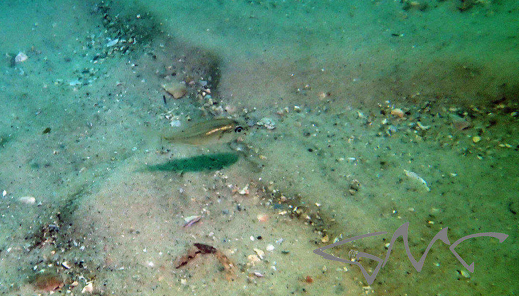 Pinkbreast Siphonfish from Fly Point Dive on June 15, 2022 at 11:06 AM ...