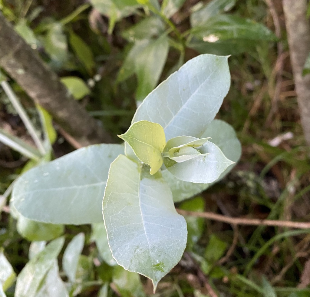 flowering plants from Parque Metropolitano, Quito on June 19, 2022 at ...