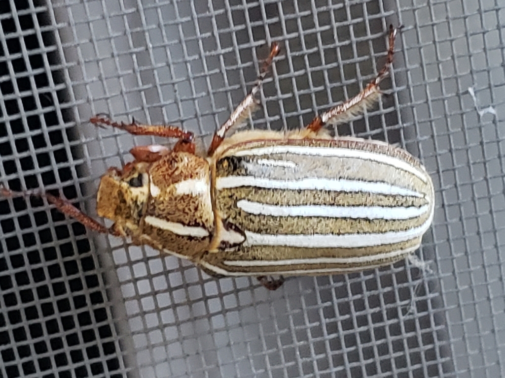Ten-lined June Beetle from Santa Barbara, CA 93106, USA on June 19 ...