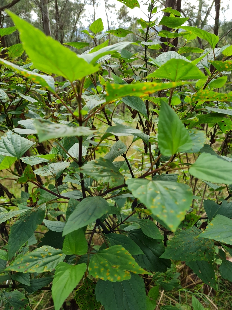 Ageratina in June 2022 by dangarcia · iNaturalist