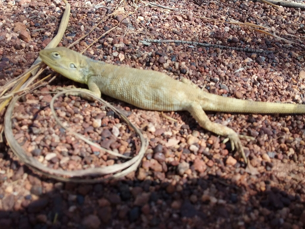 Chameleon Dragon (reptiles of australia) · iNaturalist