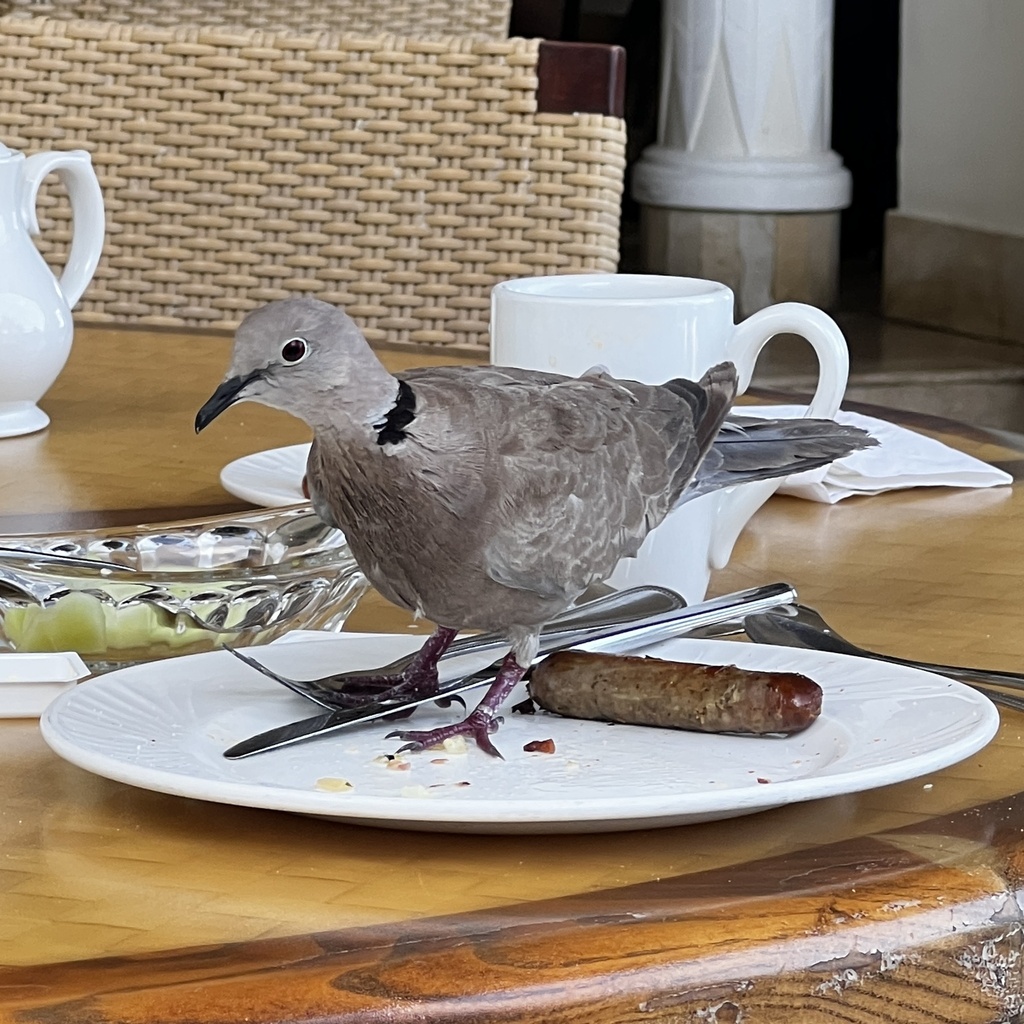 Western Collared-Dove from Barbados, Barbados, BB on June 18, 2022 at ...