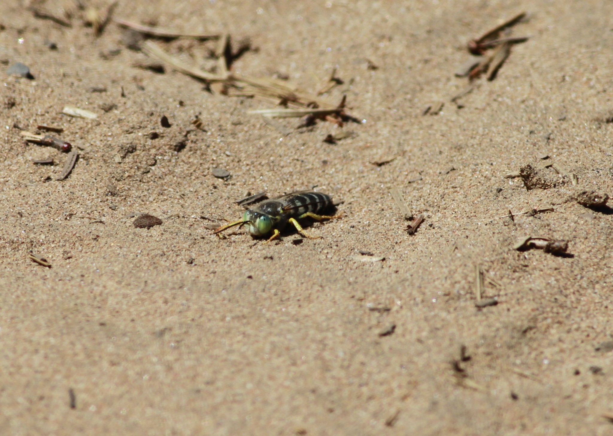 Bembix americana Fabricius, 1793