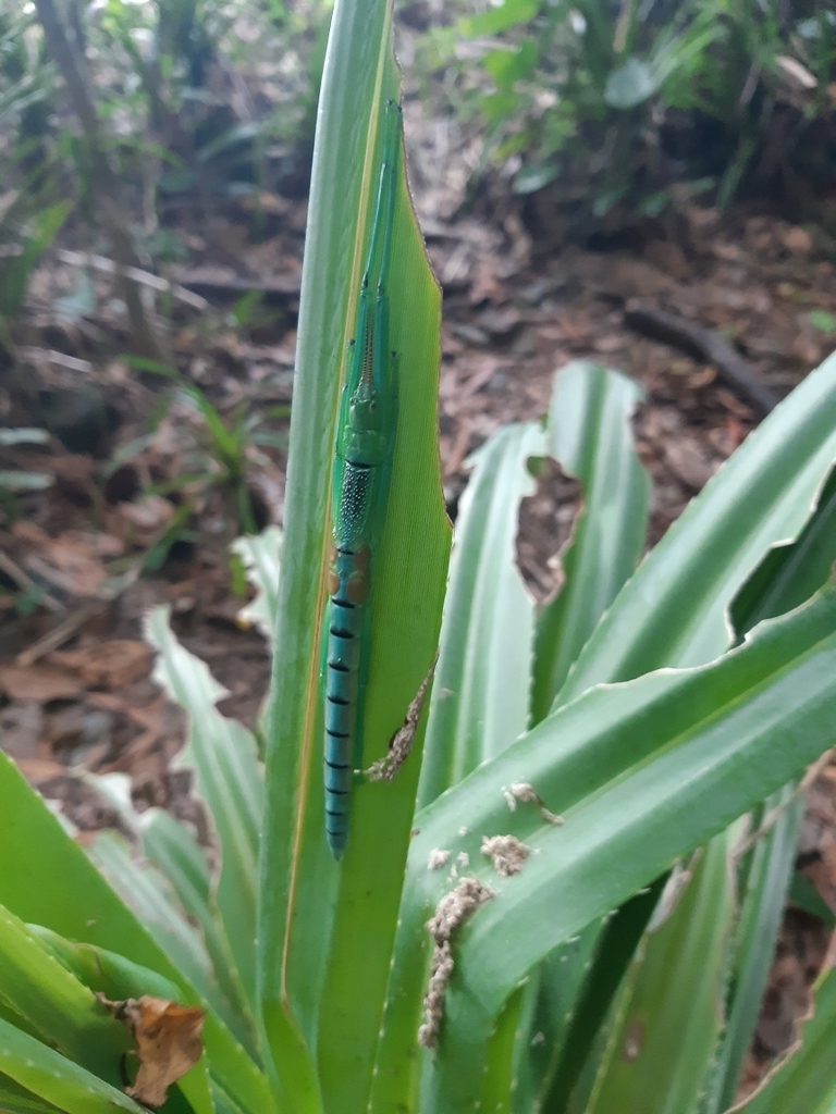 Peppermint Stick Insect from El Arish on June 20, 2022 at 01:26 PM by ...