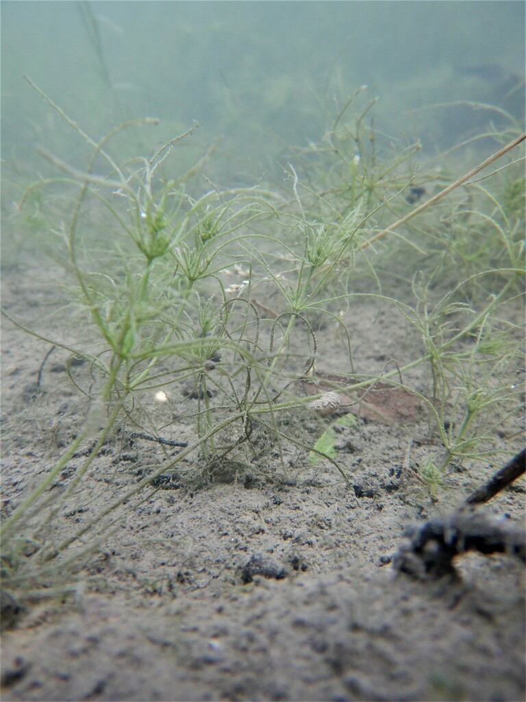 Stoneworts (Charales) - Botanical Realm